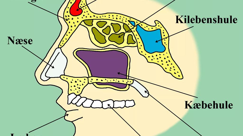 Hvad er næse- og bihulekræft? - Kræftens Bekæmpelse